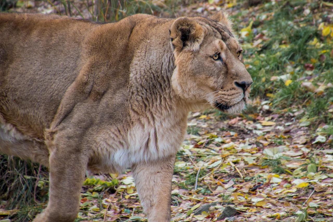Leona León Animal - Foto gratis en Pixabay - Pixabay