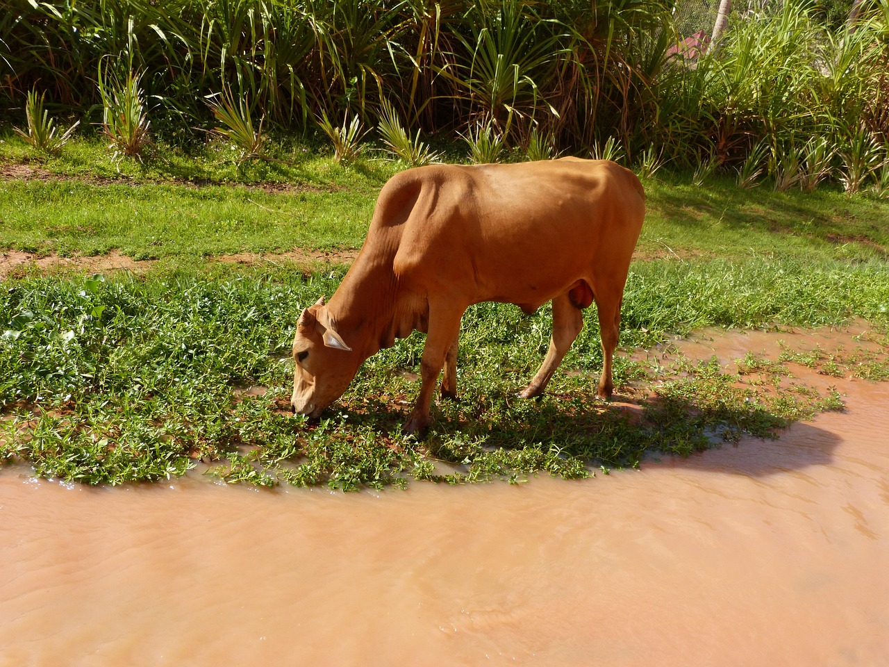 20+ Free Vaca Bebiendo Agua & Cow Images - Pixabay