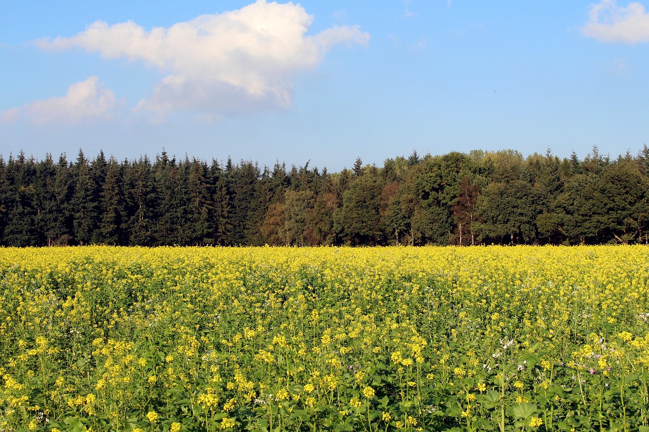 Field Of Rapeseeds Forest Heaven - Free photo on Pixabay - Pixabay