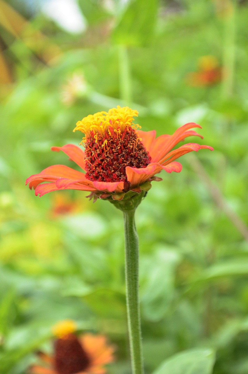 Flower Camp Nature - Free photo on Pixabay