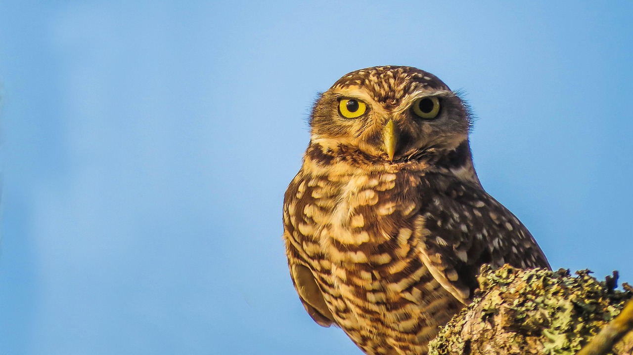 Eule Vogel Natur - Kostenloses Foto auf Pixabay - Pixabay