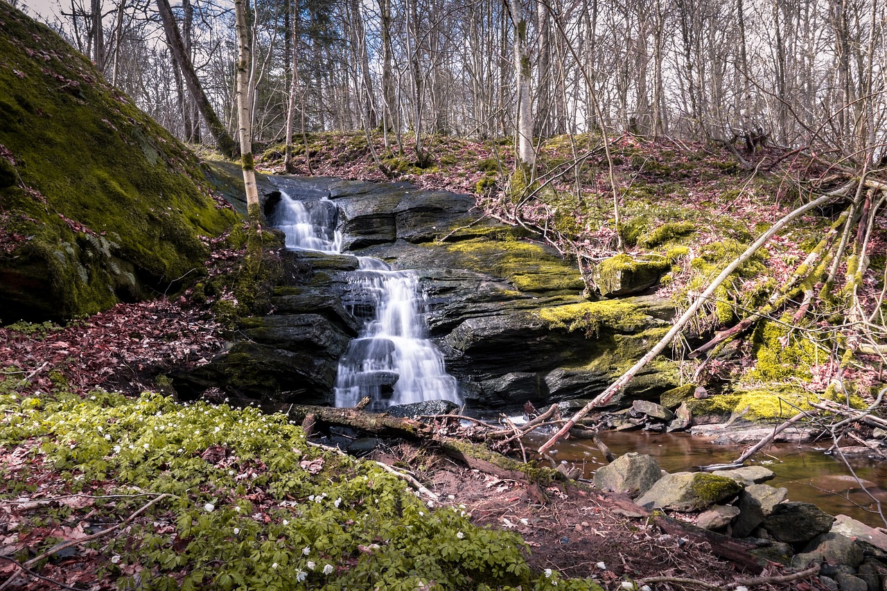 Agua Bosque Cascada - Foto gratis en Pixabay - Pixabay