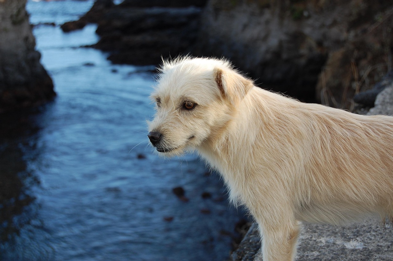 60.000+ kostenlose Dog Pictures und Dog-Bilder - Pixabay