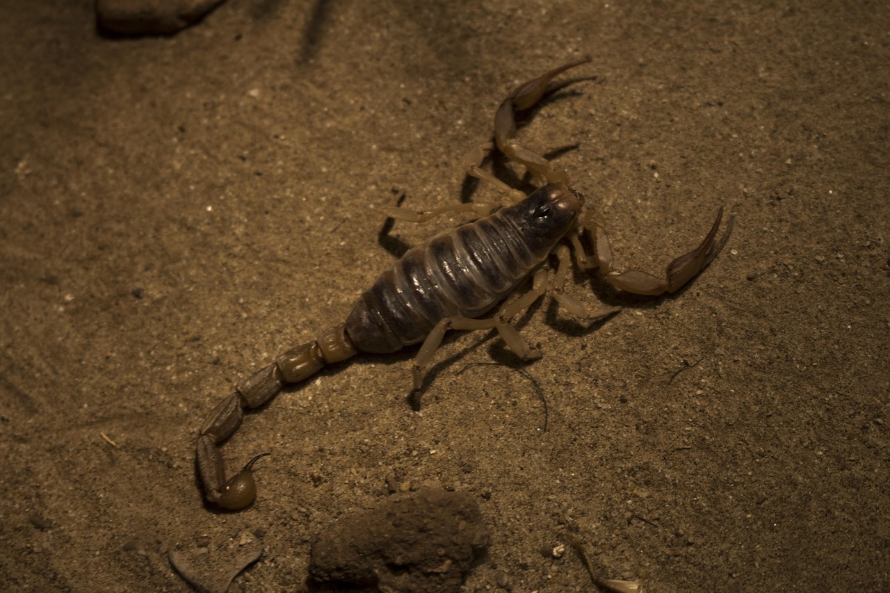 Arachnids And Insects Desert - Free photo on Pixabay - Pixabay