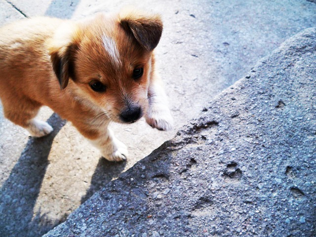 Dog Puppy Doggy - Free photo on Pixabay - Pixabay