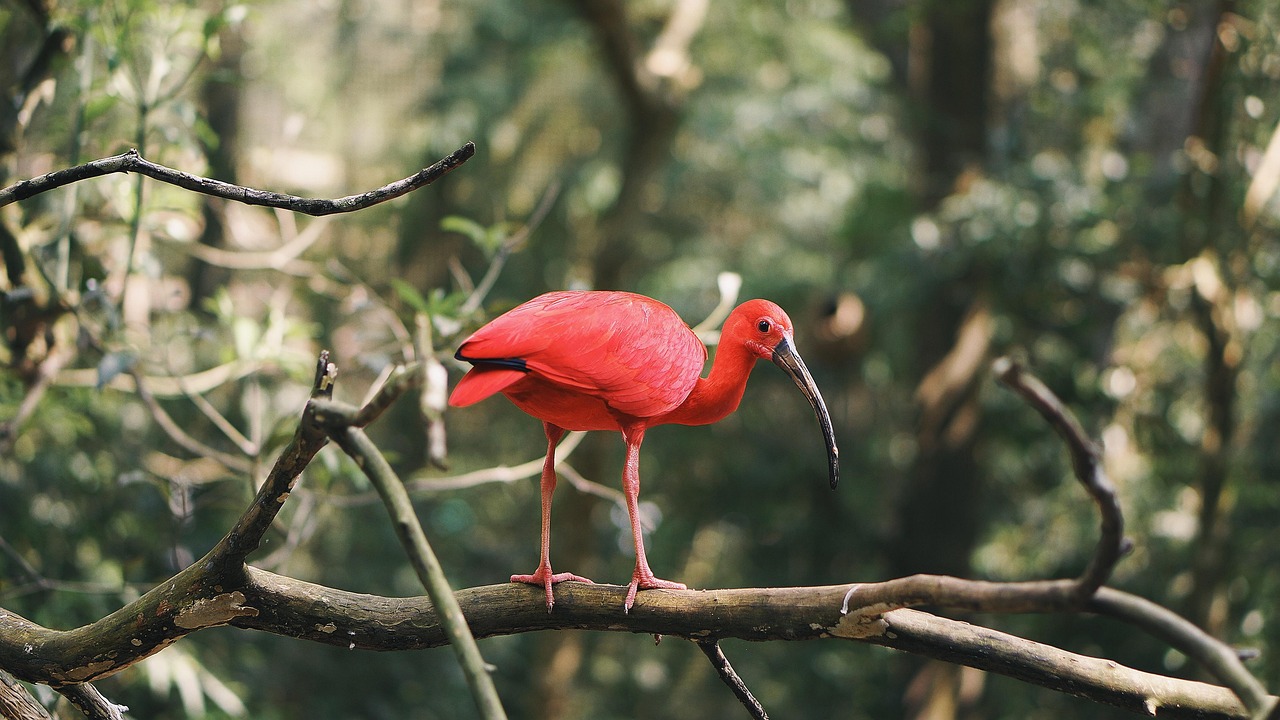 Animal Bico Pássaro - Foto gratuita no Pixabay