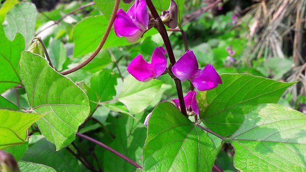 1+ Free Bangladeshi Bean Flower & Flower Images - Pixabay