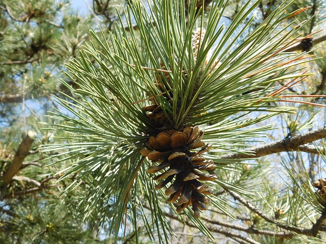 Nature Pine Trees - Free photo on Pixabay - Pixabay