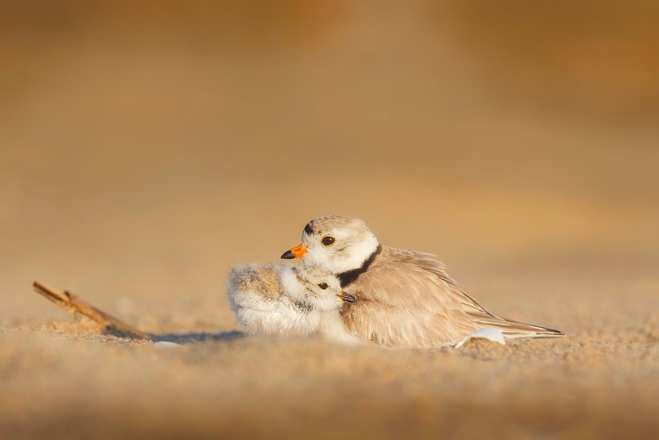 Burung-Burung Anak Ayam Ibu - Foto gratis di Pixabay