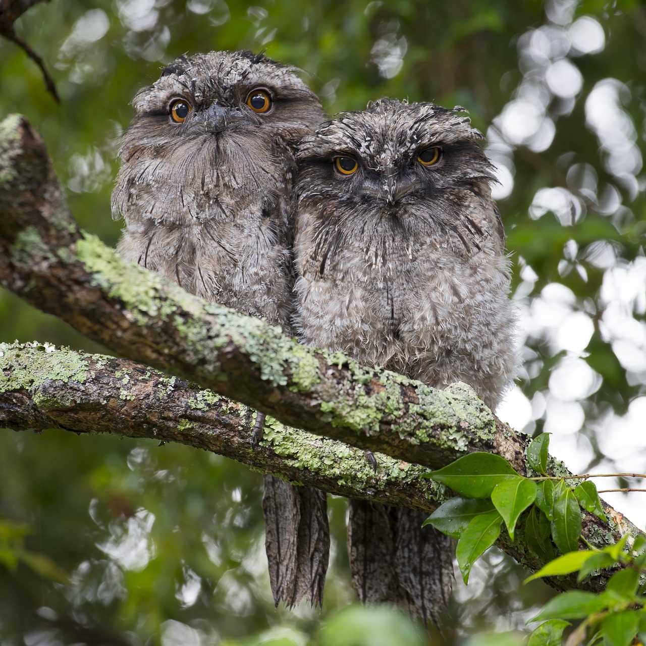 Plus de 200 photos gratuites de Hiboux et de Nature - Pixabay