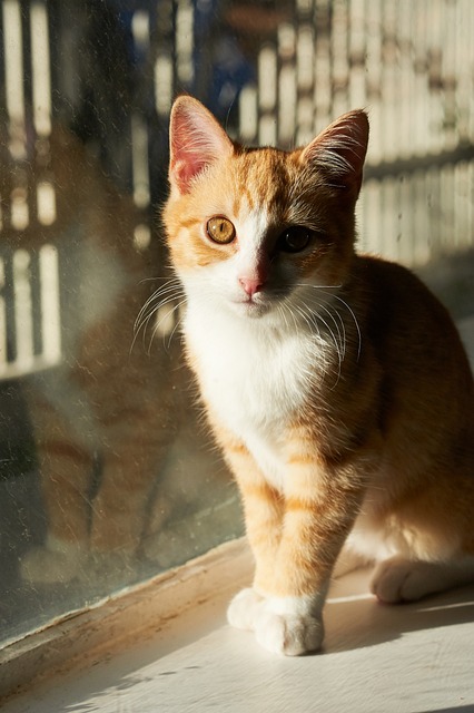Tier Katze Nahaufnahme - Kostenloses Foto auf Pixabay - Pixabay