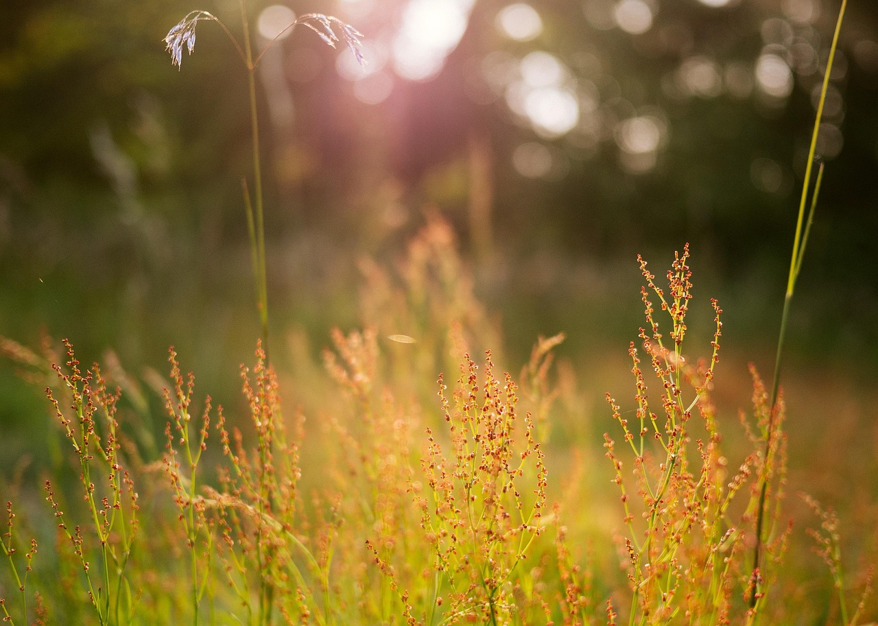 Depth Of Field Grass - Free photo on Pixabay - Pixabay