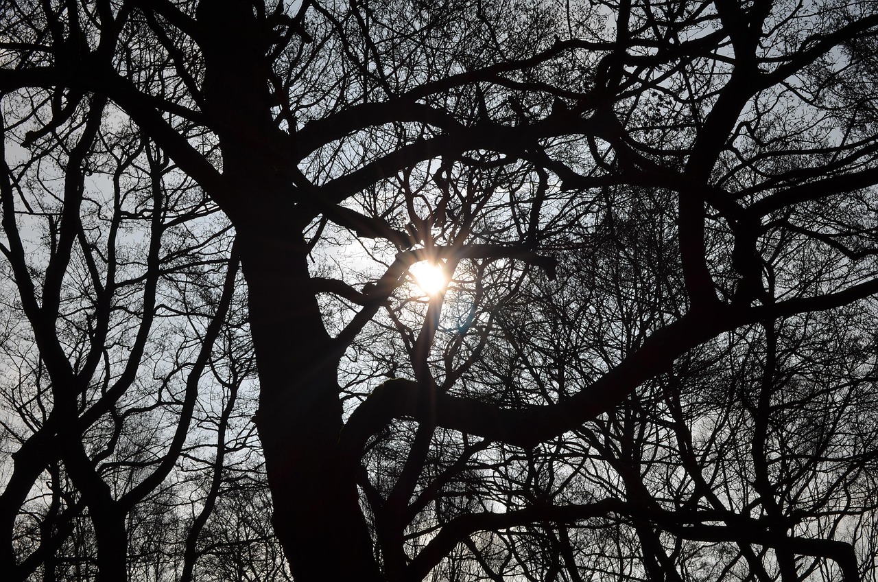 100+ Free Lens Flare & Nature Photos - Pixabay