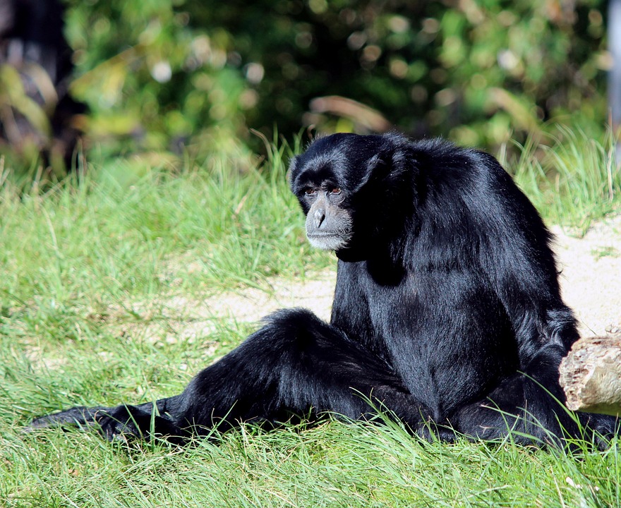 Ape Animal Wild - Free photo on Pixabay