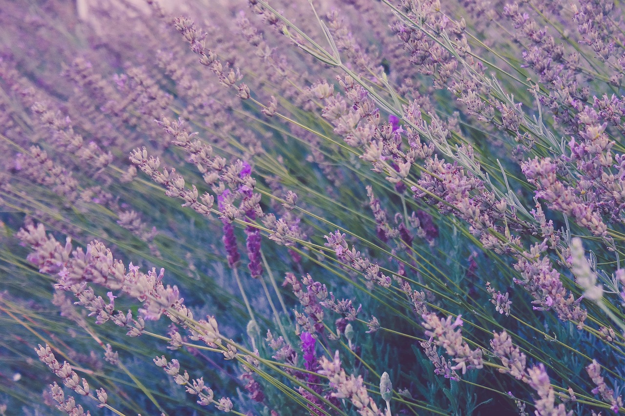 Bloom Lavanda Florecer - Foto gratis en Pixabay - Pixabay
