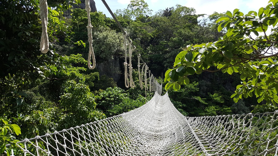 Bridge Forest Hanging - Free photo on Pixabay - Pixabay