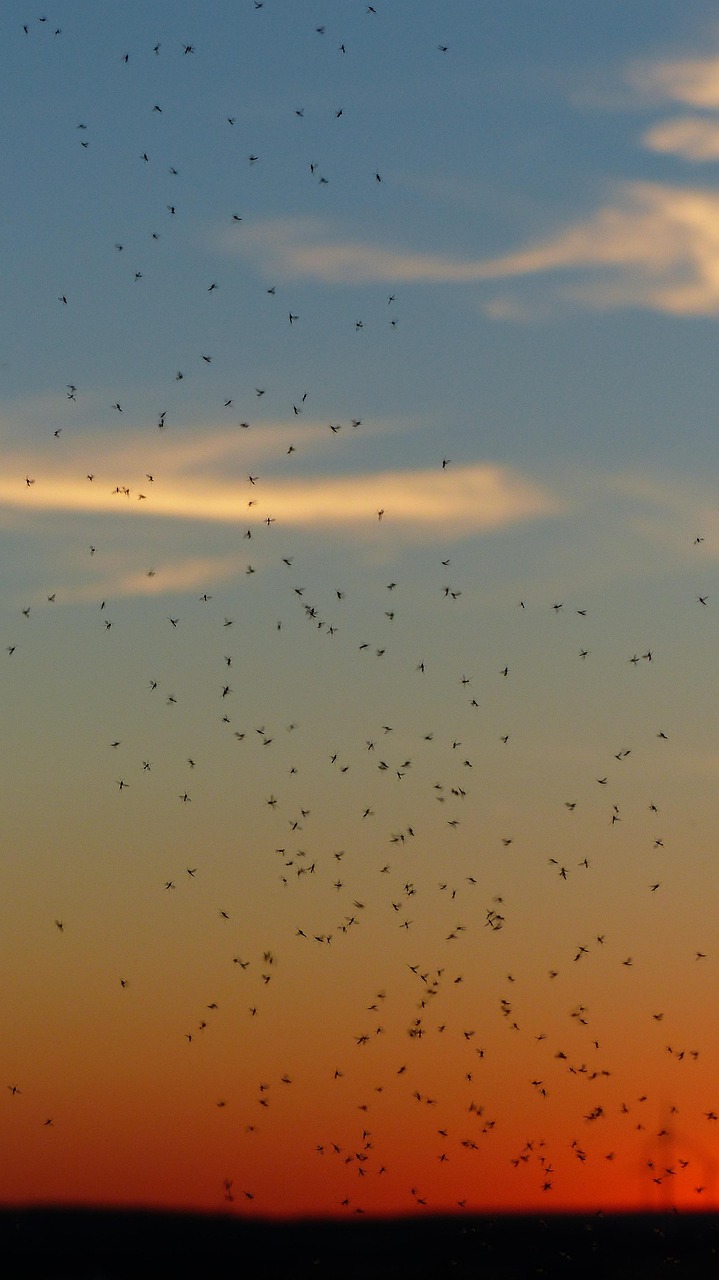 90+ Free Mosquitoes & Nature Images - Pixabay