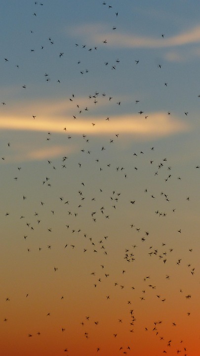Swarm Of Mosquitoes - Free photo on Pixabay
