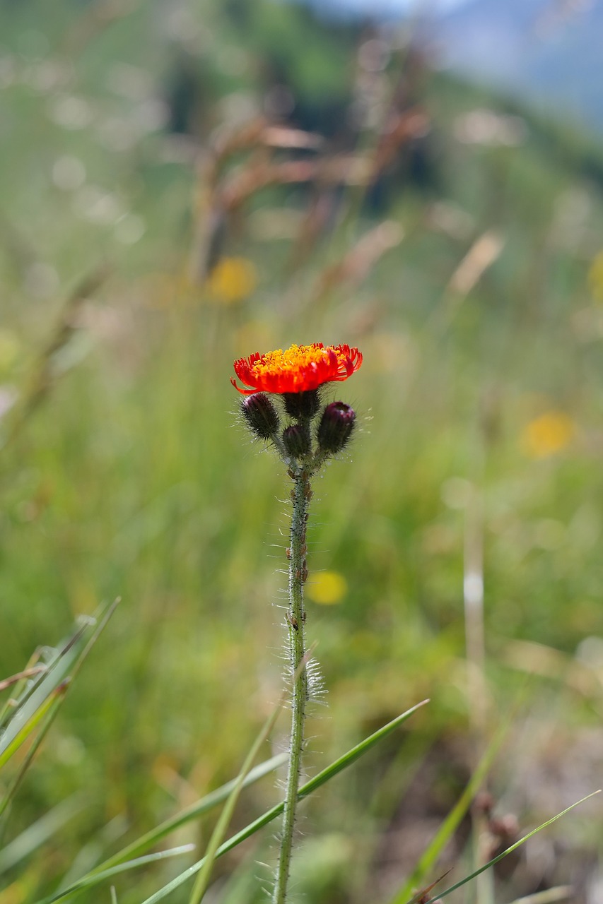 橙红色Hawkweed 花 开花 - Pixabay上的免费照片 - Pixabay