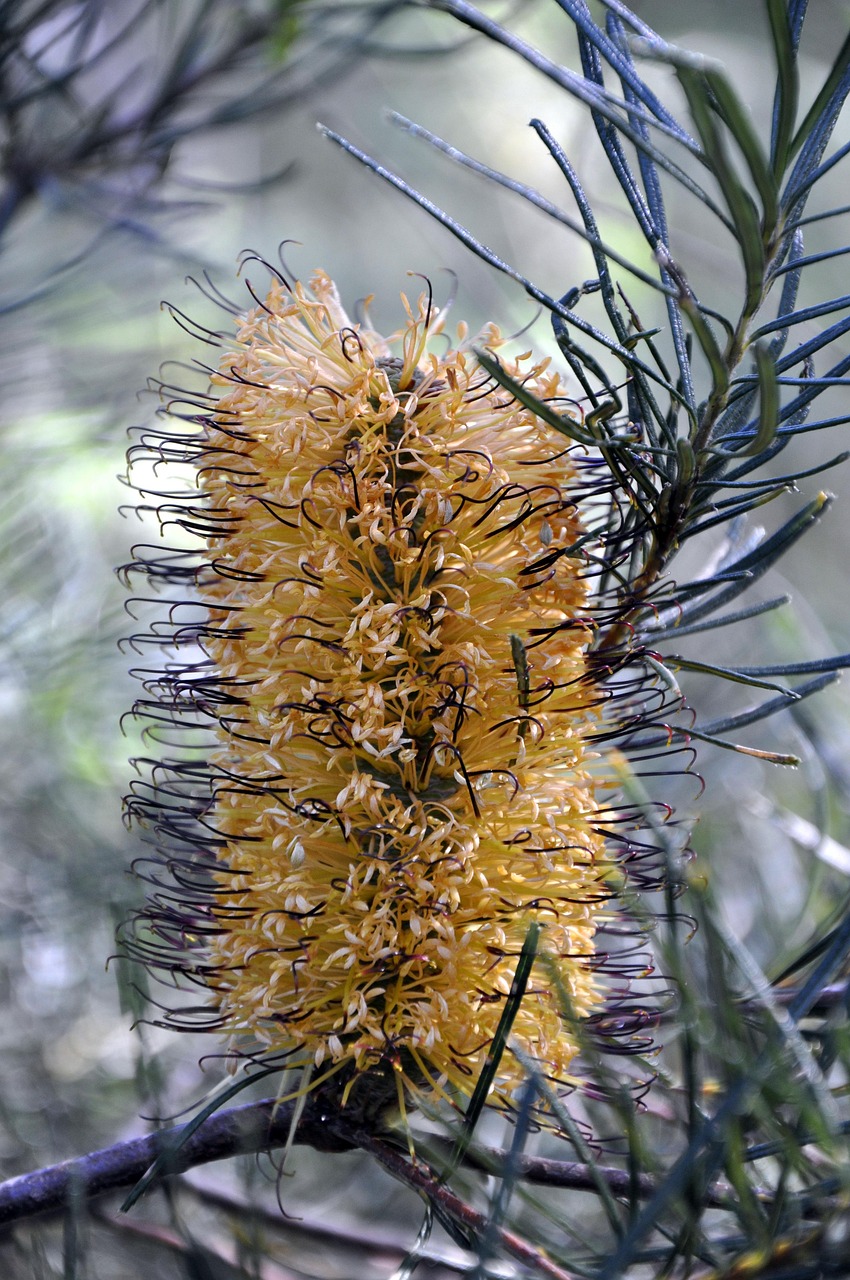 Yellow Flower Banksia - Free photo on Pixabay - Pixabay