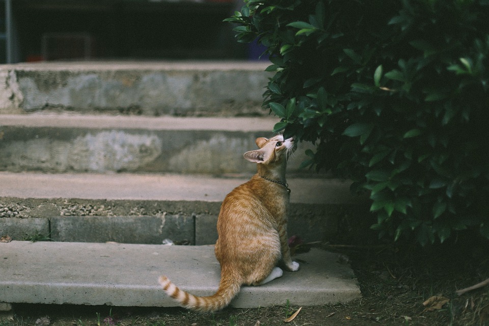 Animal Blur Cat - Free photo on Pixabay - Pixabay