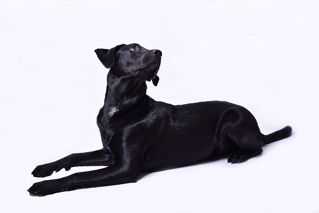 Dog Black Labrador - Free photo on Pixabay - Pixabay