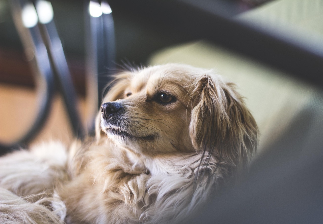 Animal Linda Perro - Foto gratis en Pixabay - Pixabay