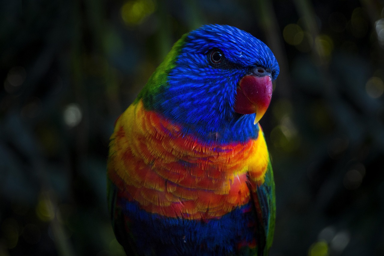 Animal Bird Close Up - Free photo on Pixabay