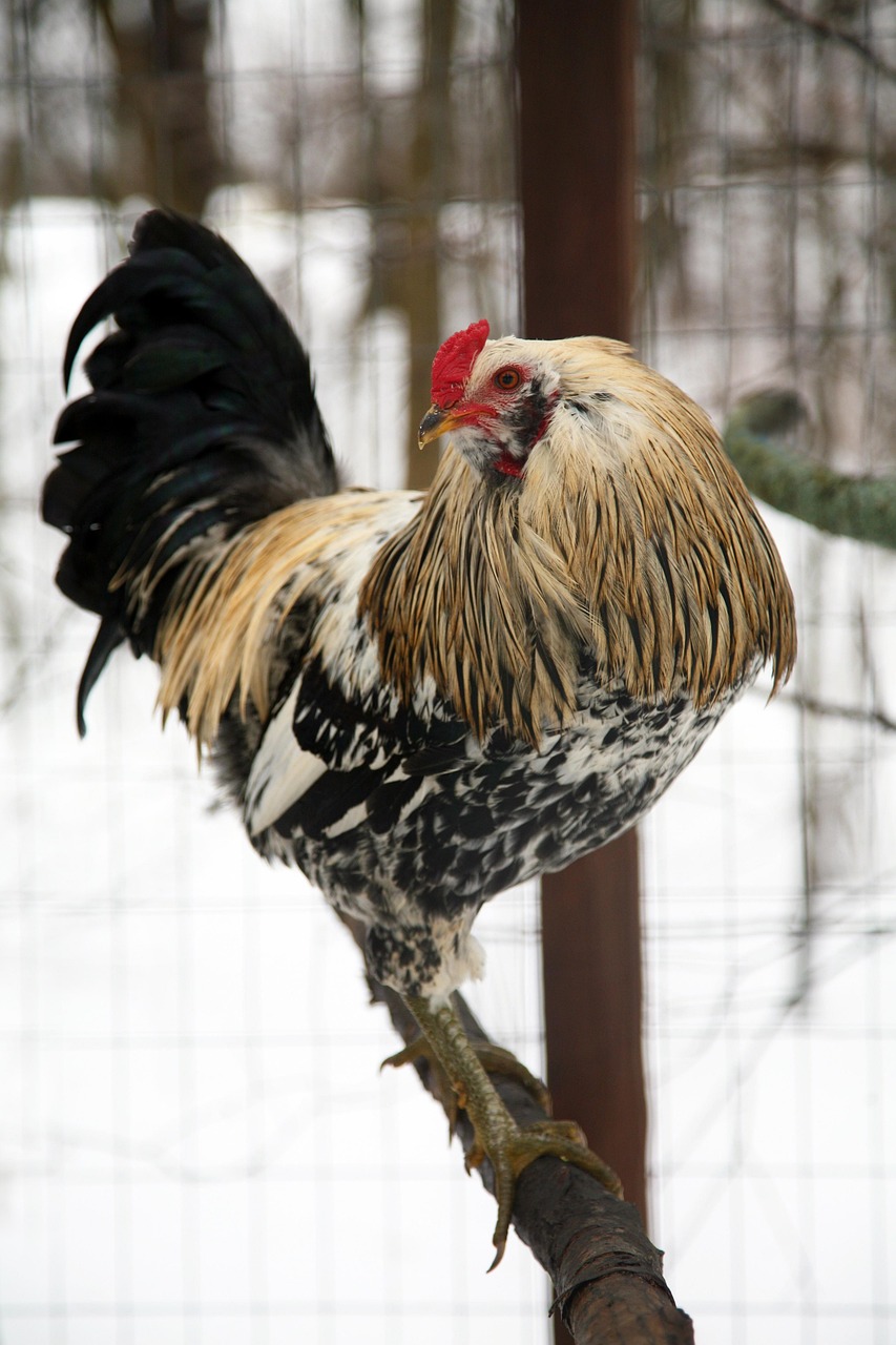 Gallo Naturaleza Al Aire Libre - Foto gratis en Pixabay - Pixabay