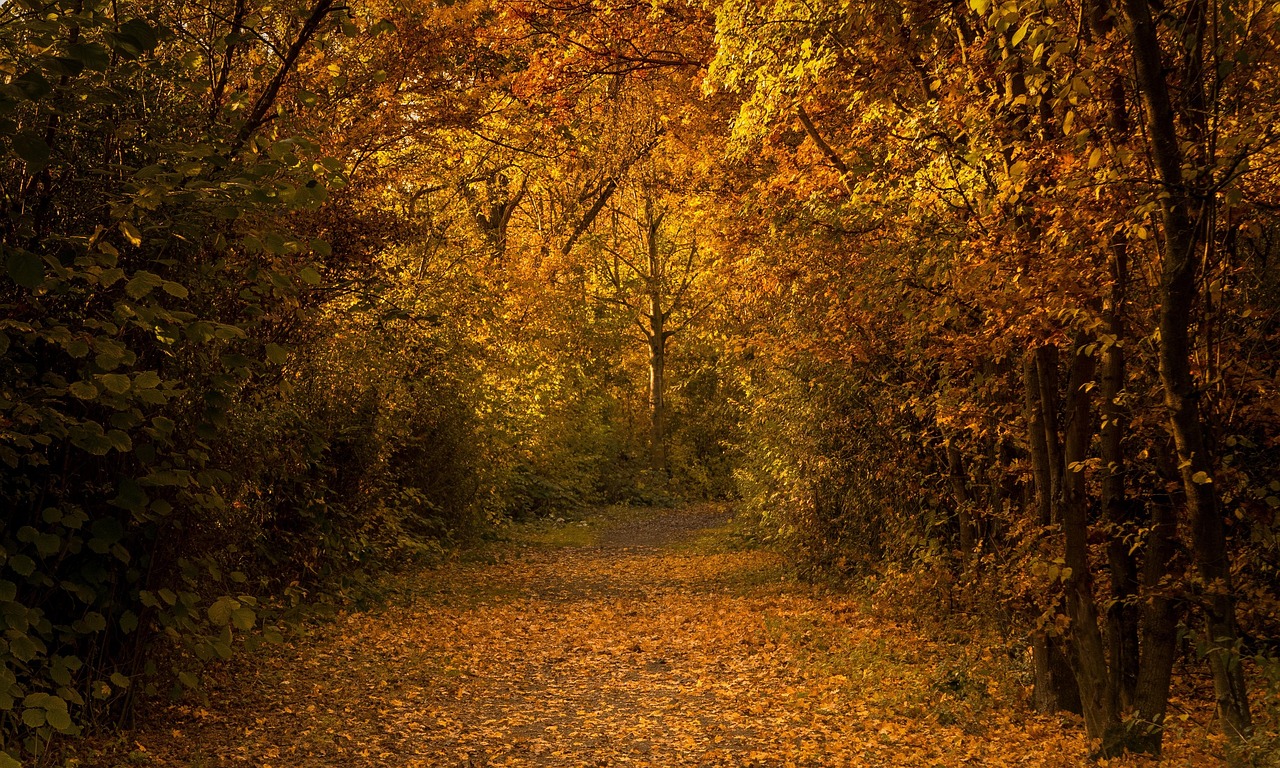 Otoño Bosque Naturaleza - Foto gratis en Pixabay - Pixabay