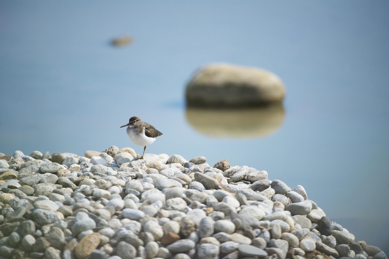 Kentish Plover Bird Field Birds - Free photo on Pixabay - Pixabay