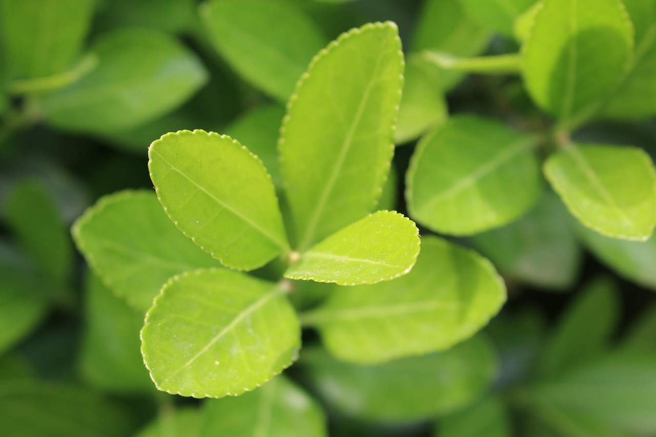 Green Leaf Leafs - Free photo on Pixabay - Pixabay