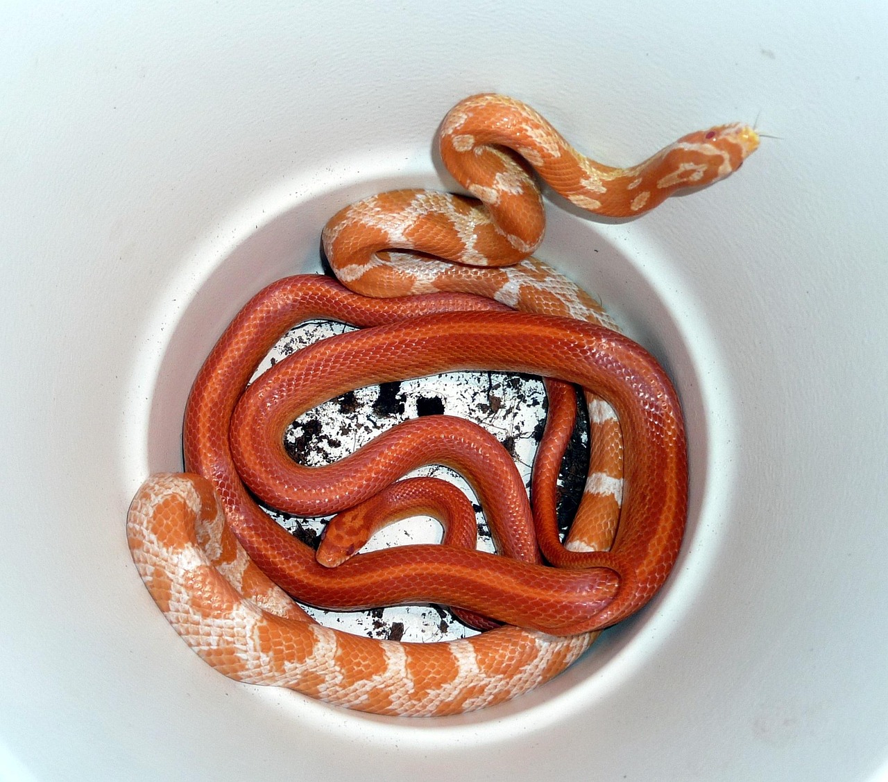 70+ Free Corn Snakes & Reptile Images - Pixabay