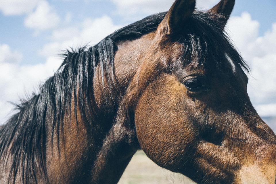 Animal De Cerca Caballo - Foto gratis en Pixabay