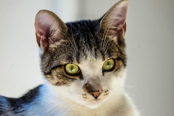 2,000+ Tabby Cat Pictures and Images in Hi-Res