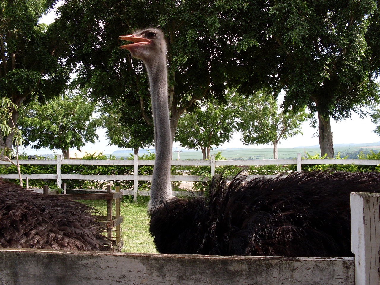 High Ostrich Trees - Free photo on Pixabay