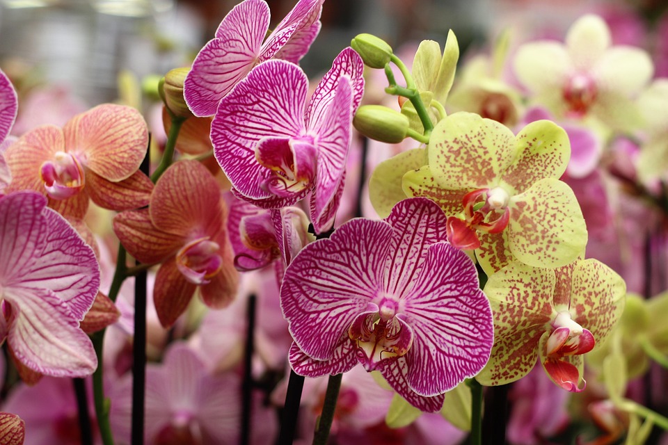 Orchid Flower Isolated - Free photo on Pixabay