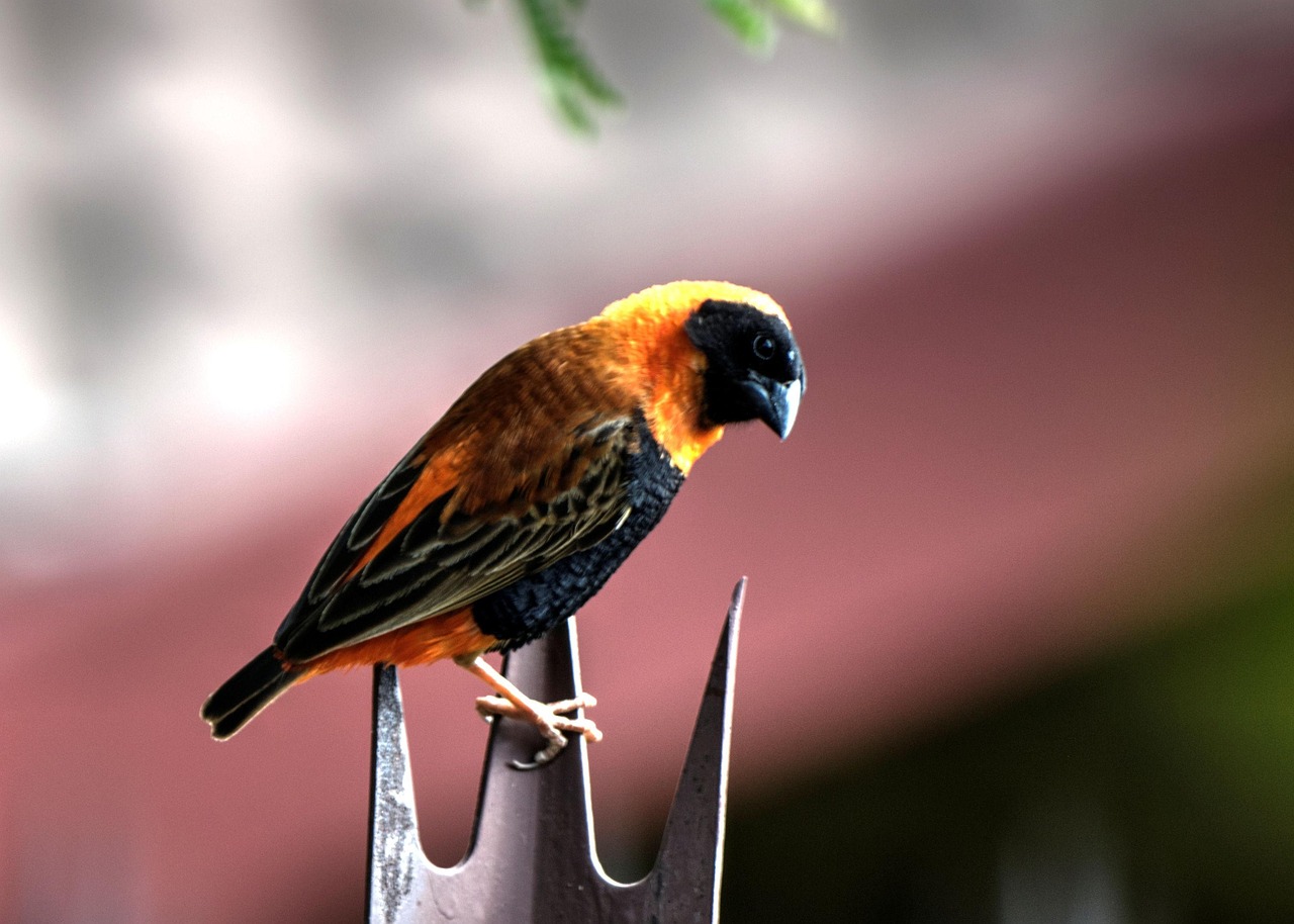 Fink Vogel Garten - Kostenloses Foto auf Pixabay - Pixabay