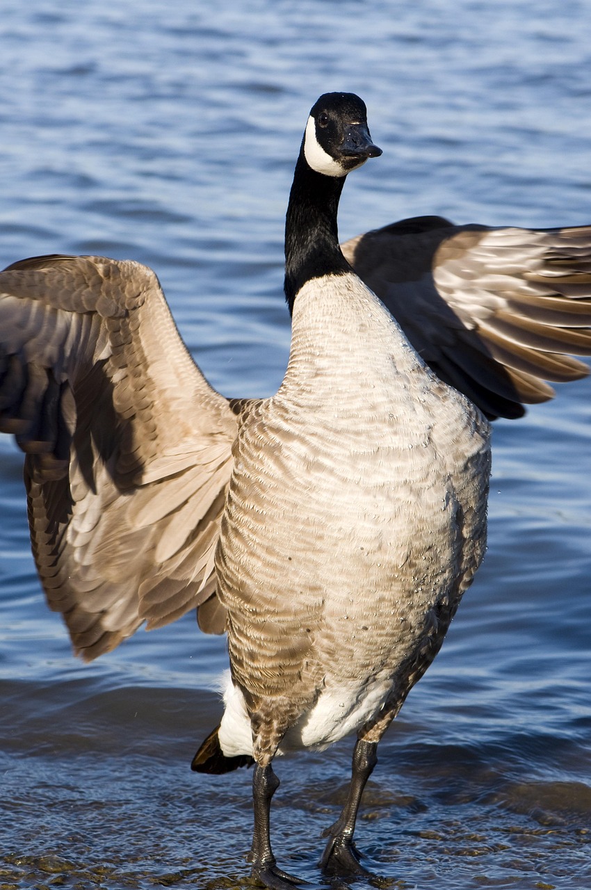 Animal Pájaro Ganso - Foto gratis en Pixabay - Pixabay