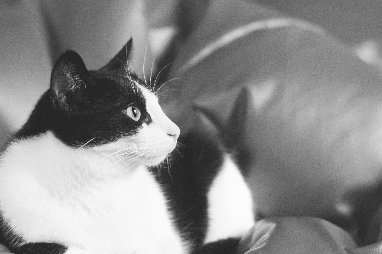 Cat Kitten Tomcat - Free photo on Pixabay - Pixabay