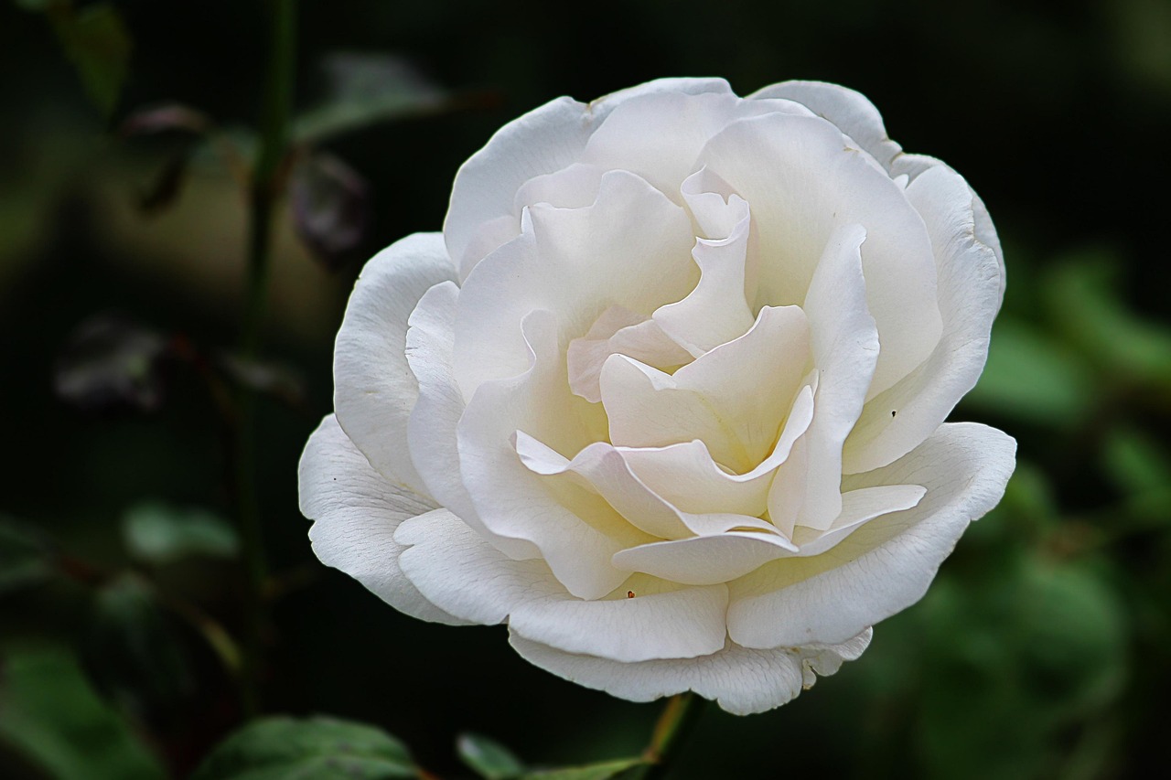 Rosa Blanco Flor Noble - Foto gratis en Pixabay - Pixabay