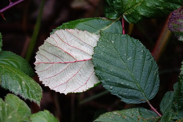 Blackberry Leaves - Free photo on Pixabay - Pixabay