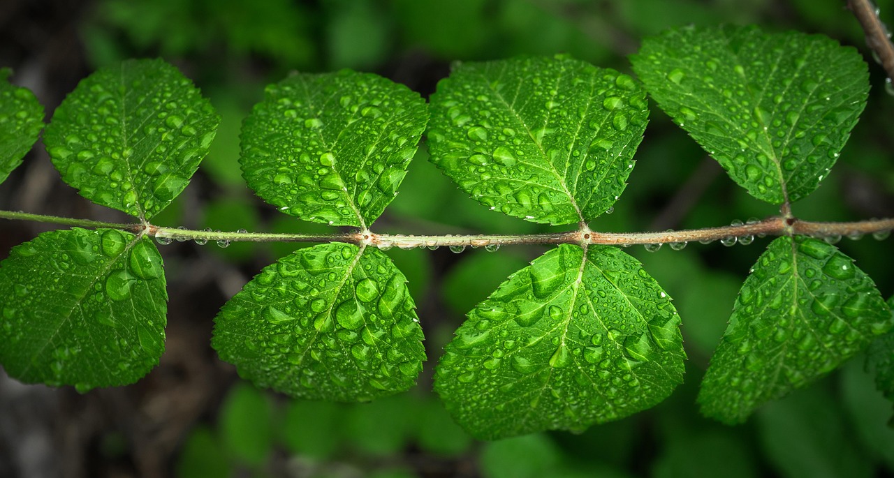 Feuille Plante À Feuilles Larges - Photo gratuite sur Pixabay - Pixabay