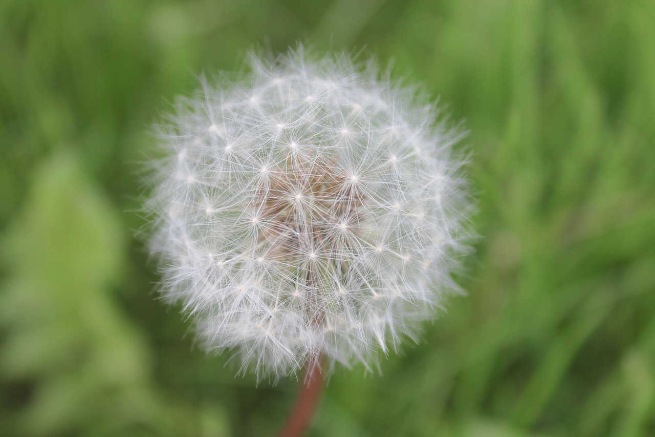 Dandelion Bunga Pukulan Suasana - Foto gratis di Pixabay