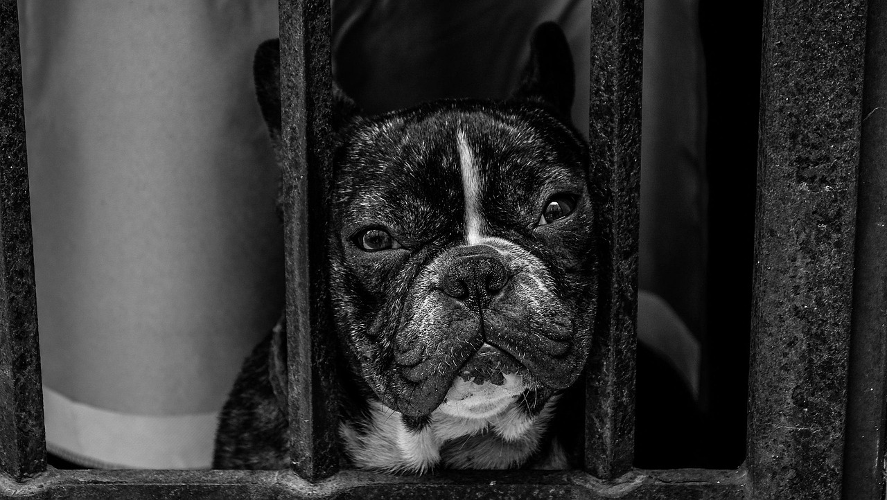 Animal Bouledogue Chien De - Photo gratuite sur Pixabay - Pixabay