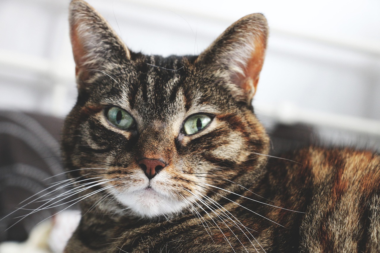 1+ Free Felől & Cats Images - Pixabay