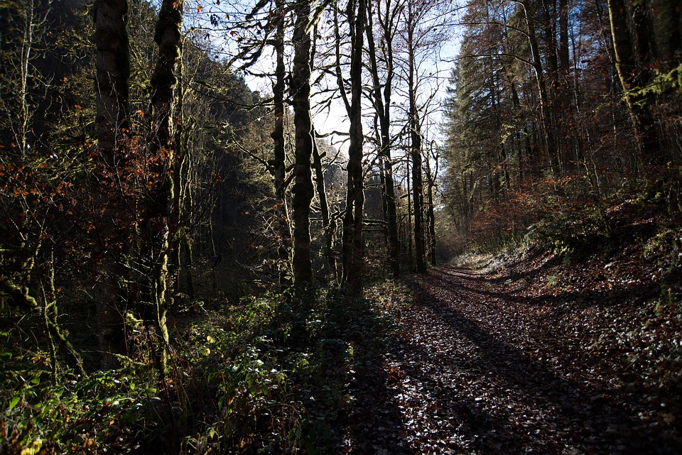 Forest Shadow Tree - Free photo on Pixabay - Pixabay