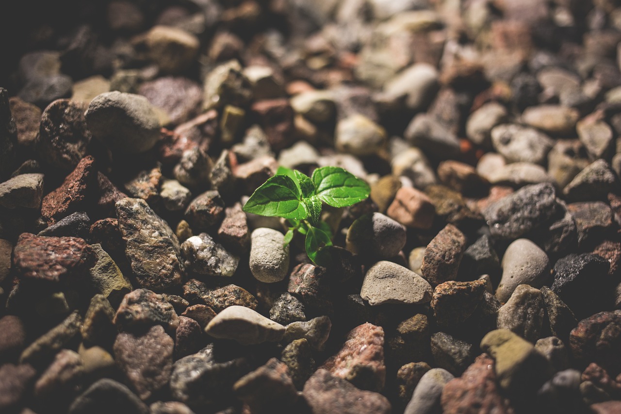 300,000+ Free Plant Sprouting & Sprout Images - Pixabay