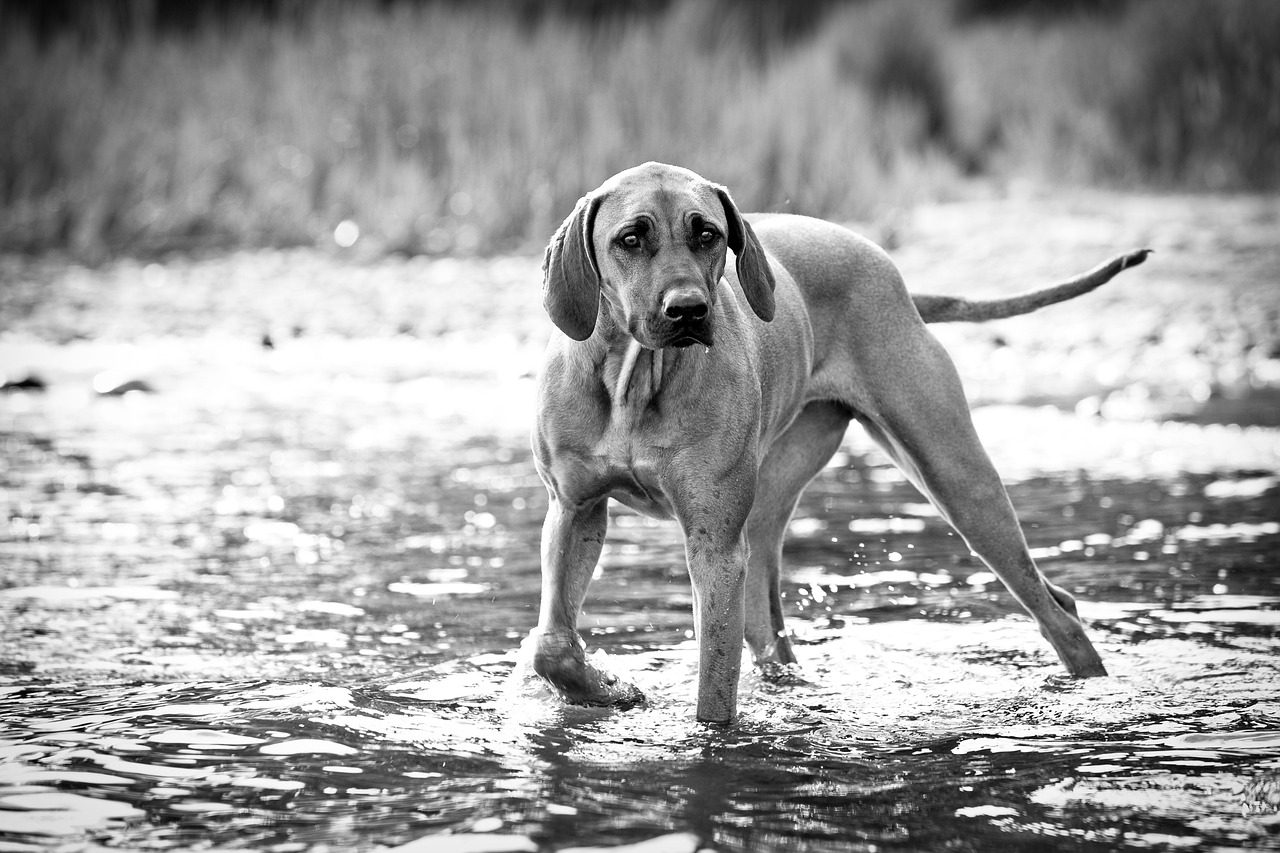 Animal Canino Linda - Foto gratis en Pixabay
