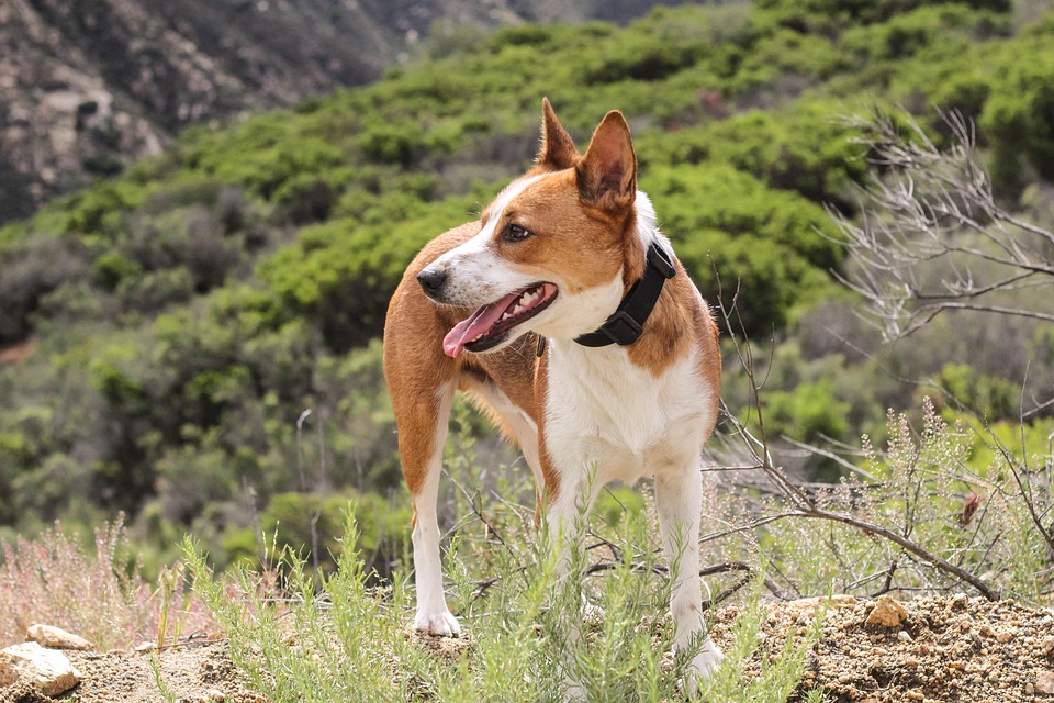 California Perro Del Ganado Linda - Foto gratis en Pixabay - Pixabay